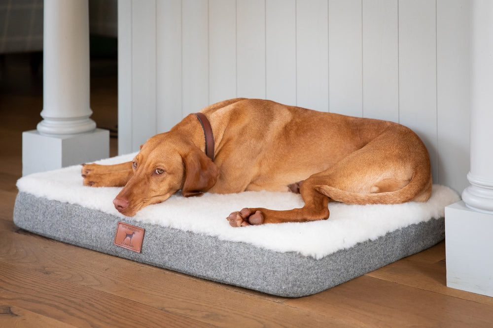 Vizsla Dog Beds - 100% British-Made - Orthopaedic Support
