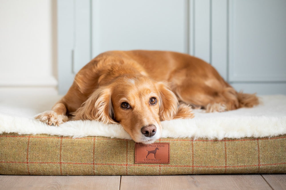 Vet-Approved Spaniel Dog Beds - Orthopaedic Memory Foam
