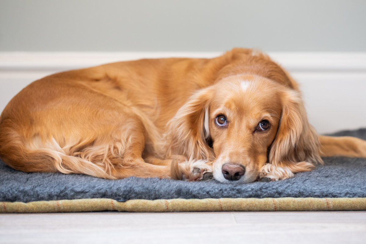 Dog Roll Mats | Comfortable & Hypoallergenic Roll Up Dog Mats