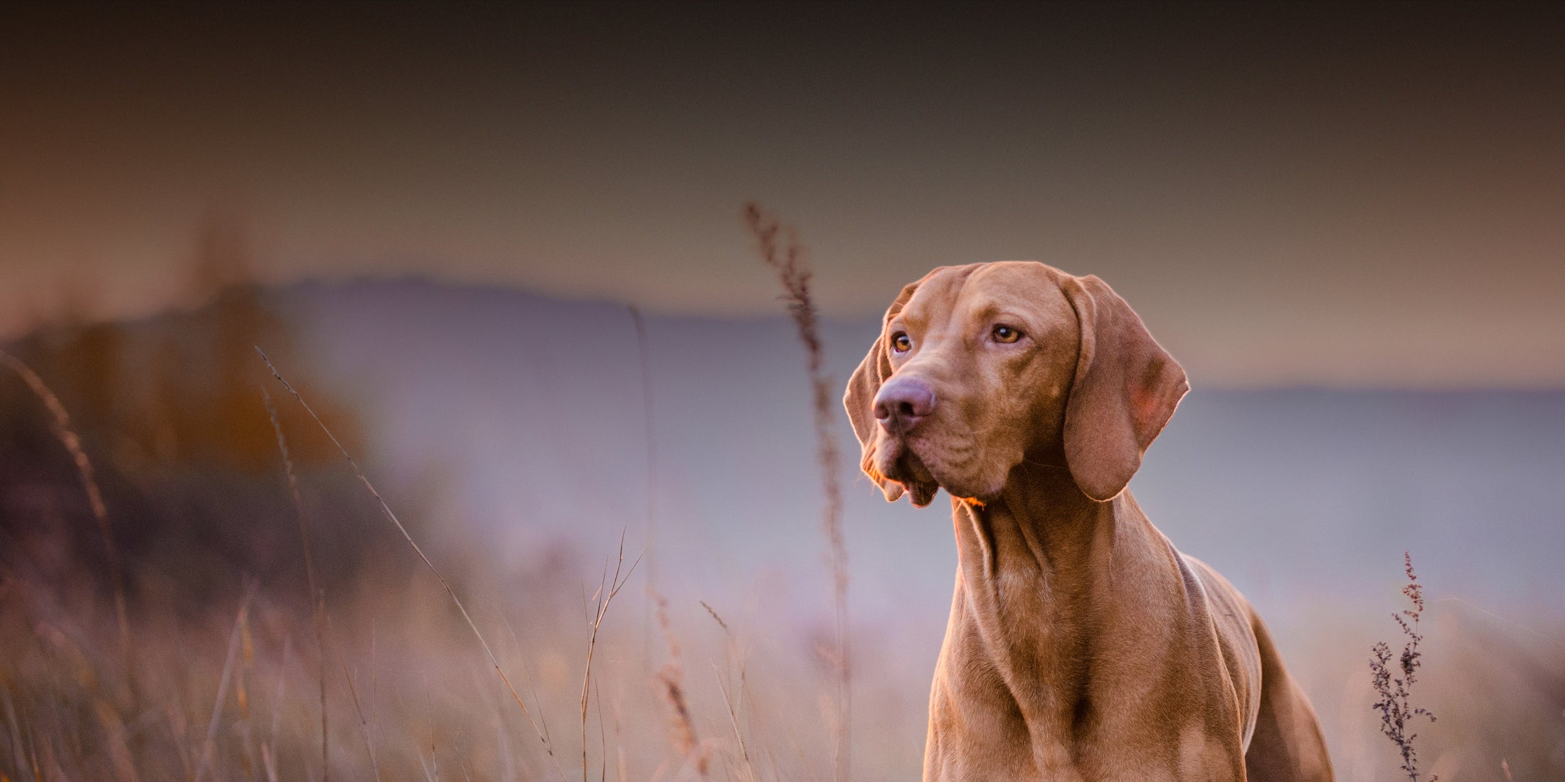 The Red Dog Company - 100% British-Made Dog Beds