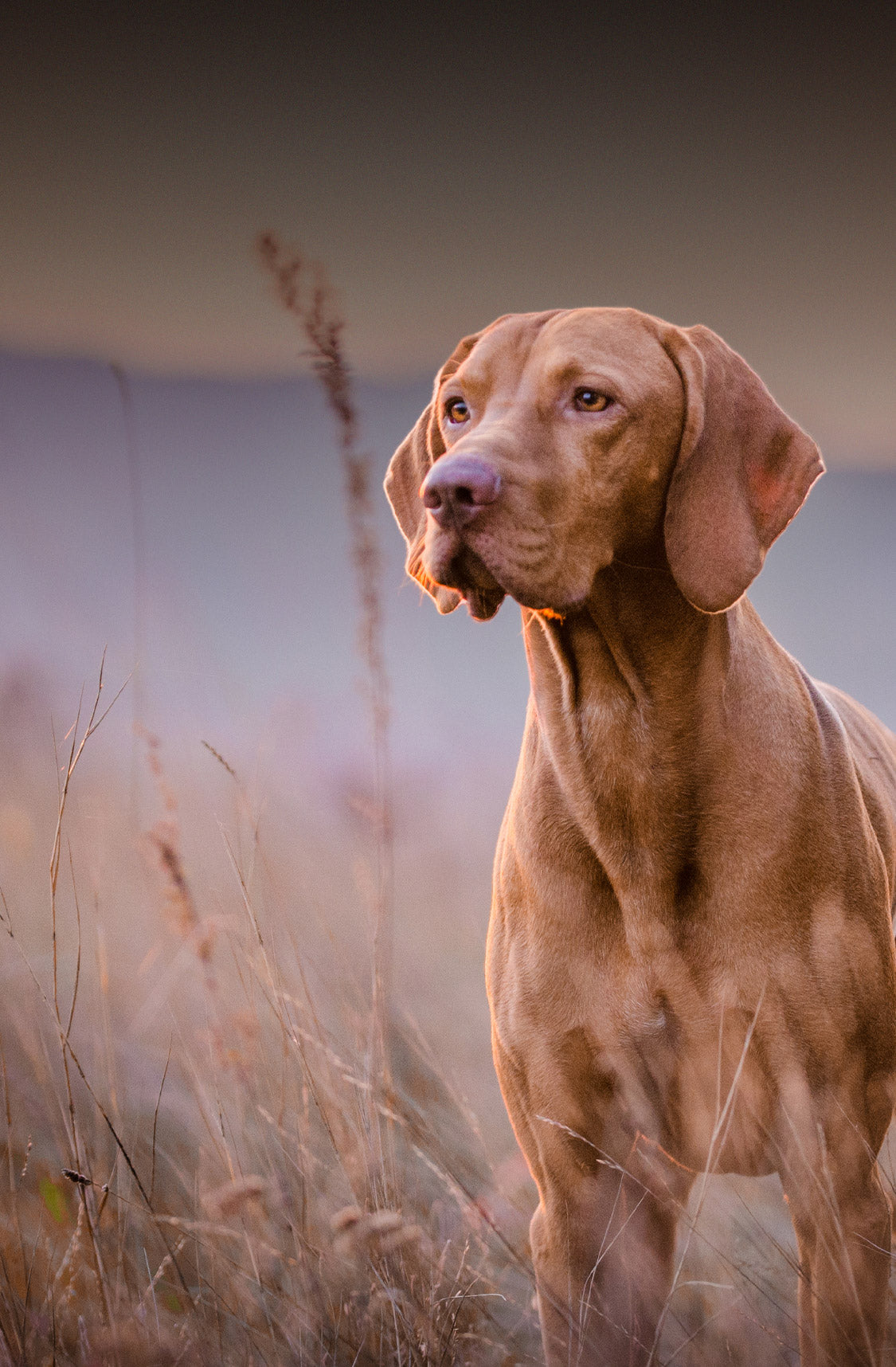 The Red Dog Company - 100% British-Made Dog Beds
