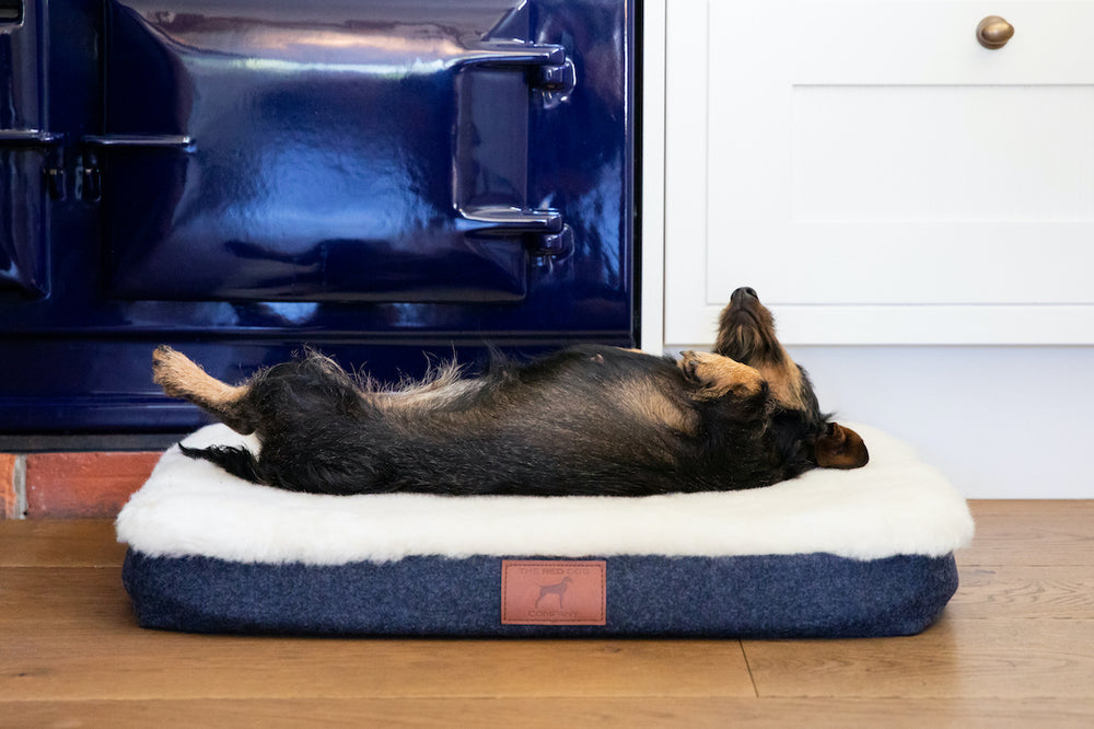 Cobalt Blue Dog Mat