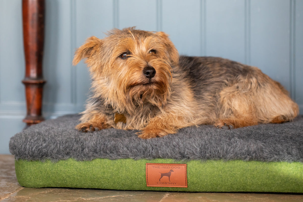 Apple Green Dog Mat